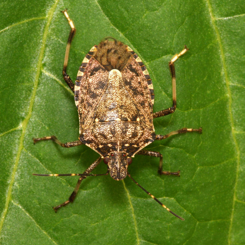 Have a Stink Bug Infestation? Here's How to Get Rid of Them Have a Stink Bug Infestation? Here's How to Get Rid of Them
