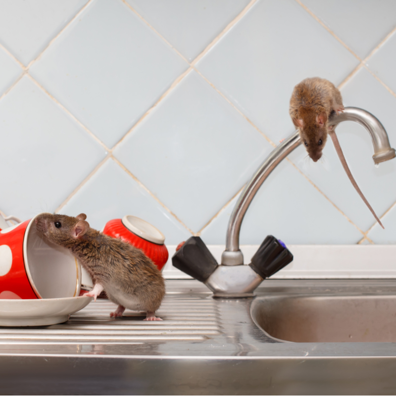 Interior Pest Control in 2020: The Top Tips for a Pest-Free Home in 2020 Interior Pest Control in 2020: The Top Tips for a Pest-Free Home in 2020